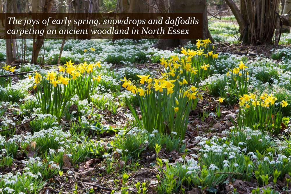 The joys of early spring – Leonard Smith