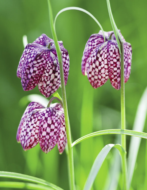 Blank Card - Purple Fritillary Close Up – Leonard Smith